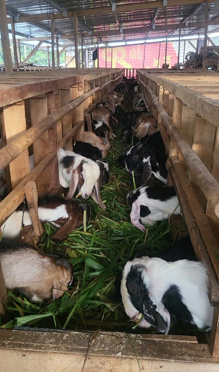 Tips Memilih Kambing Kurban Sehat untuk Idul Adha 2025